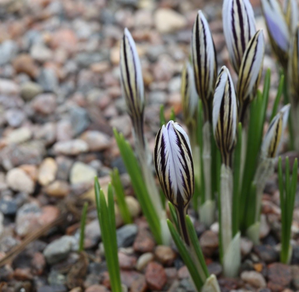 Крокусы, или Шафраны. Основные виды и сорта. Выгонка. Фото — Ботаничка