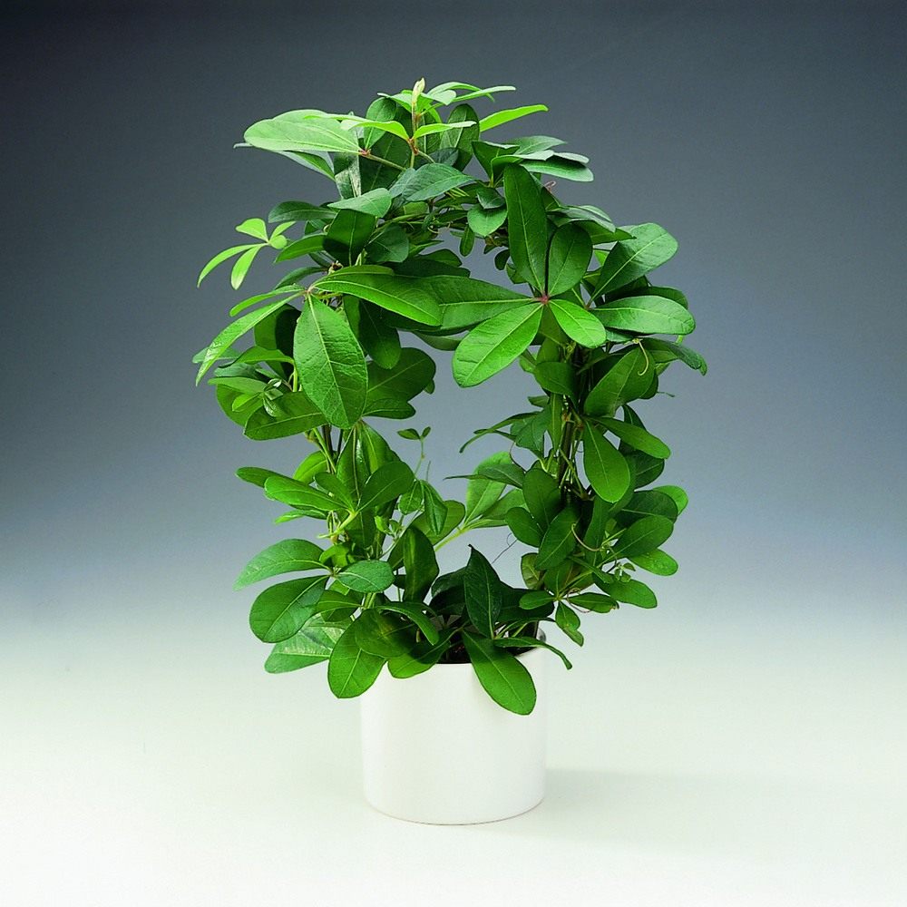 Роициссус — уход за «берёзкой» в домашних условиях. Фото — Ботаничка.ru