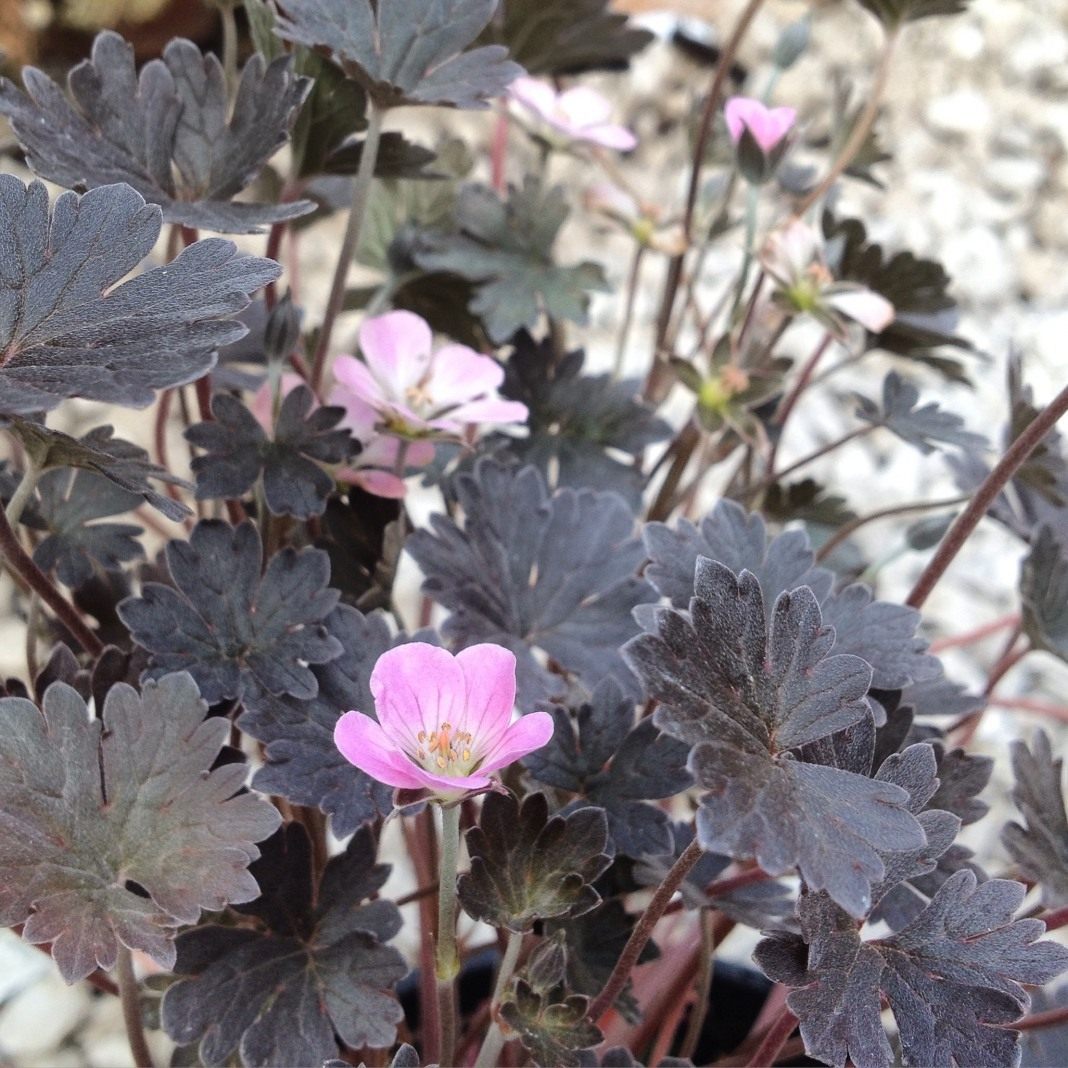 Растения черного цвета: так бывает и это стильно! - Огород, сад, балкон ...